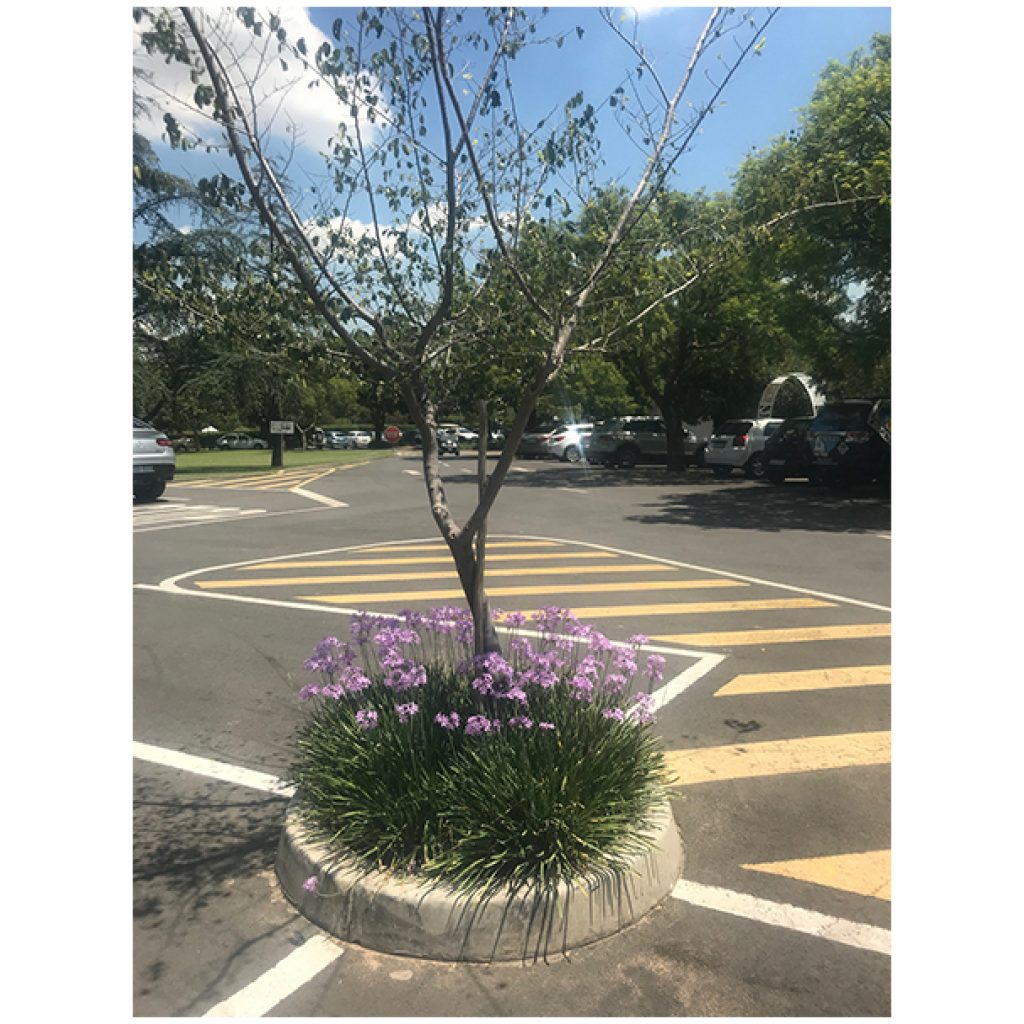Car Park Tree Ring – WilsonStone